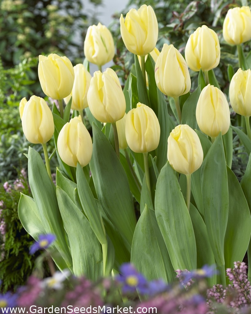 Tulip 'Creme Flag' - large package - 50 pcs – Garden Seeds Market ...