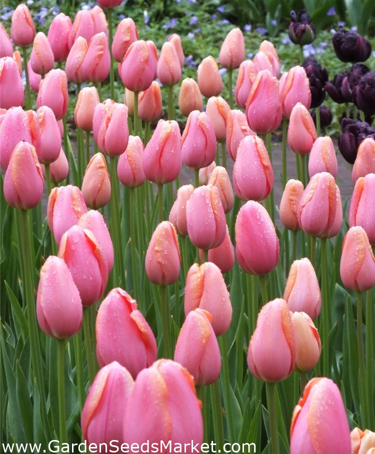 Tulip 'Menton' - paquete grande - 50 piezas – Garden Seeds Market ...
