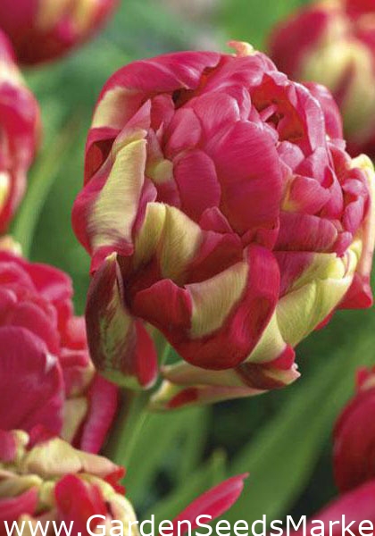 Double peony tulip - 'Renown Unique' - large package - 50 pcs – Garden ...