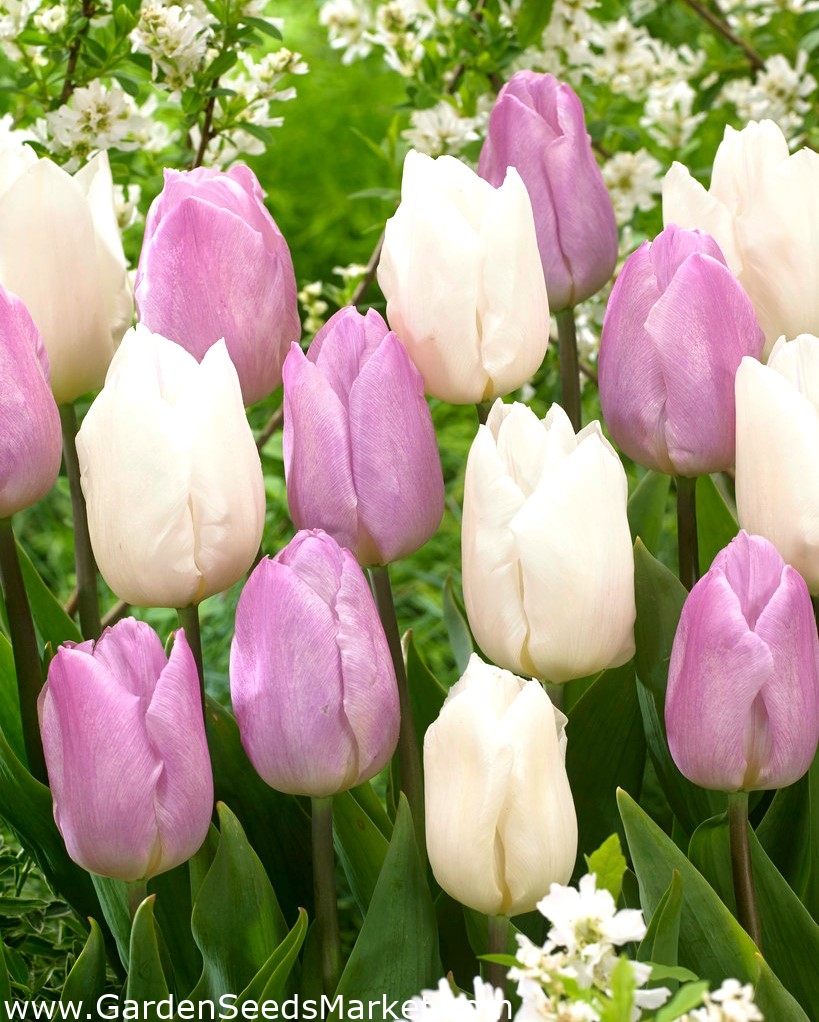 Lot de 2 varietes de tulipes 'Candy Prince' + 'White Prince' - 50 pcs ...