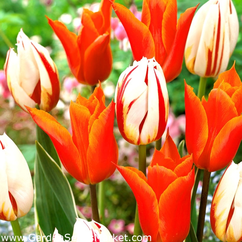 Ballerina + Carnaval de Rio tulip variety set - 50 pcs – Garden Seeds ...
