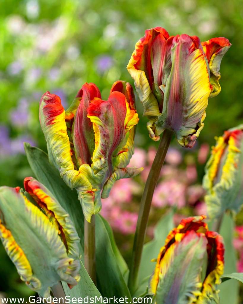 Tulip 'Rasta Parrot' - paquete grande - 50 piezas – Garden Seeds Market ...