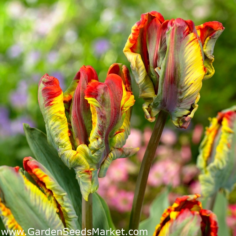 Tulip 'Rasta Parrot' - paquete grande - 50 piezas – Garden Seeds Market | Envío gratis