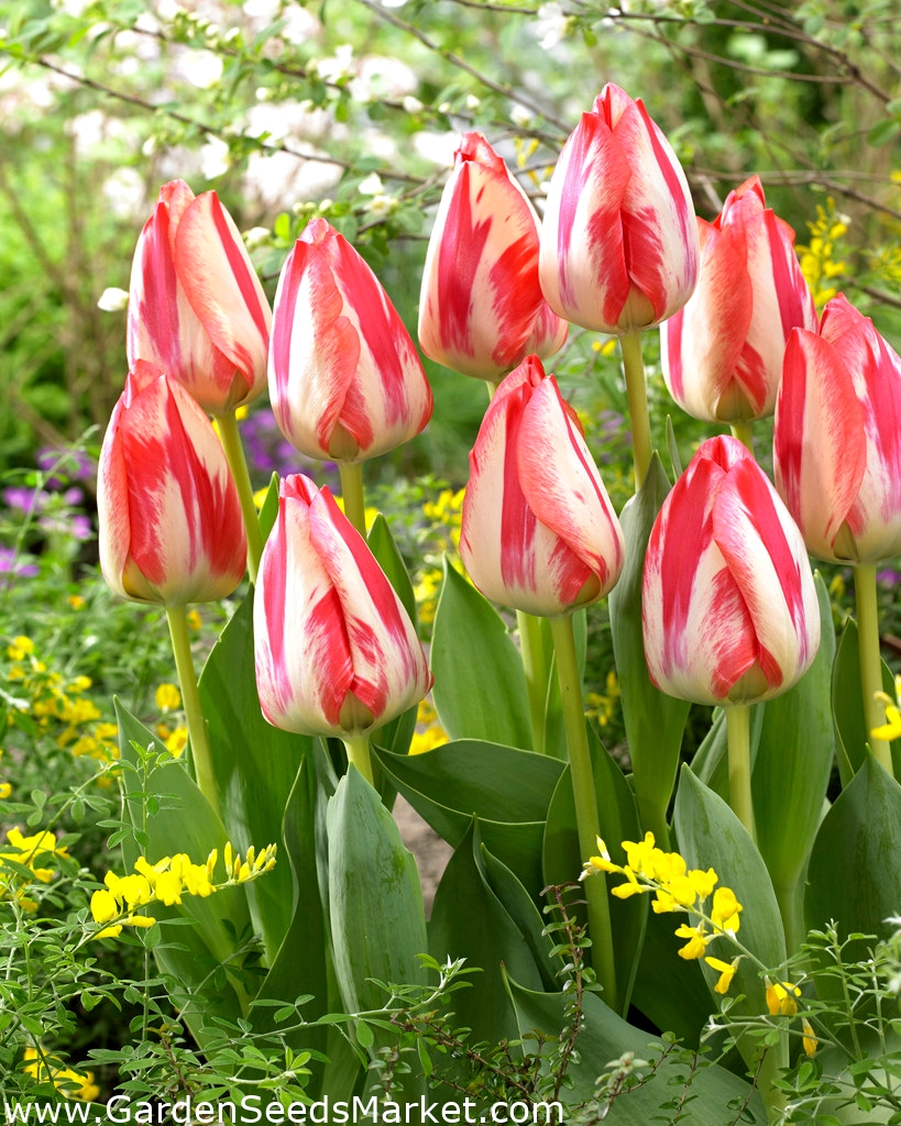 Tulip 'Spryng Break' - stor pakke - 50 stk – Garden Seeds Market ...