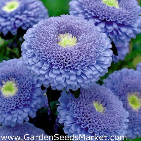 Double-flowered blue aster "Sidonia" – Garden Seeds Market | Free shipping
