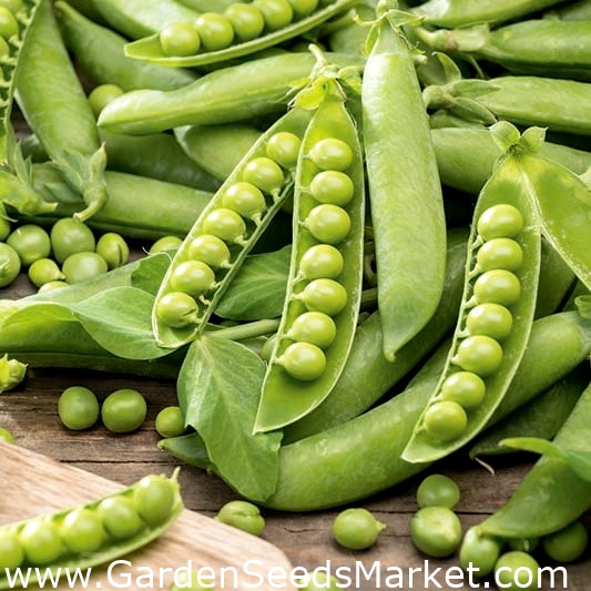 Field pea Jantar – Garden Seeds Market | Free shipping