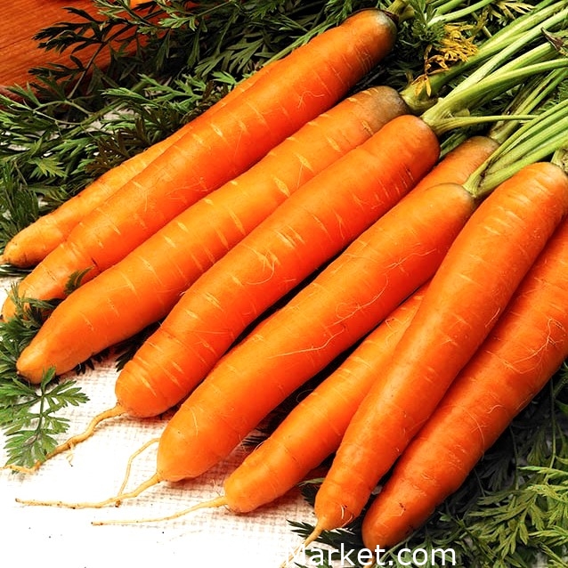 Gulerod Alfa F1 - medium sen sort - – Garden Seeds Market | Gratis fragt