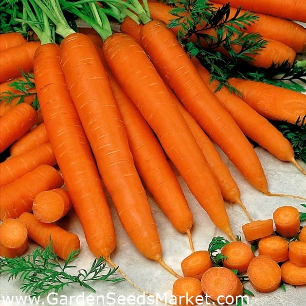 Carrot Berlikumer 2 - Berlo - medium late variety – Garden Seeds Market ...
