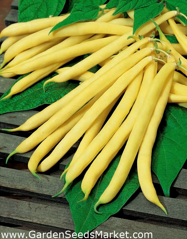 Haricot nain jaune Maxela - – Garden Seeds Market | Livraison gratuite