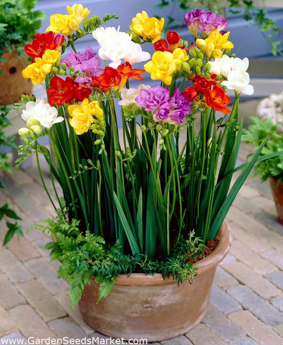 Double-flowered freesia - colour variety mix - XXXL Pack! - 500 pcs ...