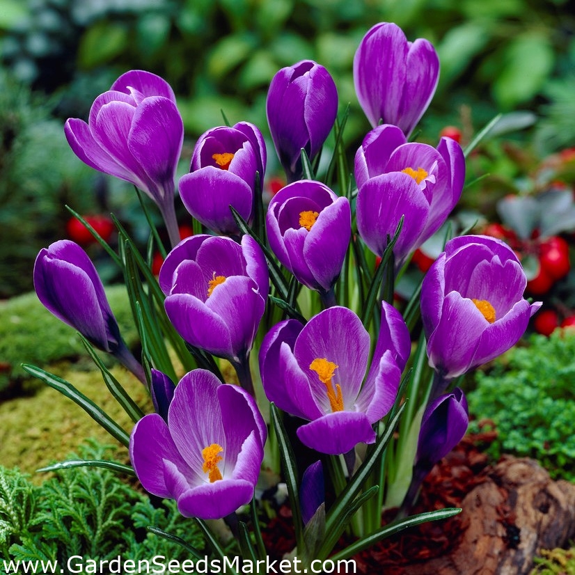 Crocus 'Remembrance' - XXXL package! - 500 pcs – Garden Seeds Market ...