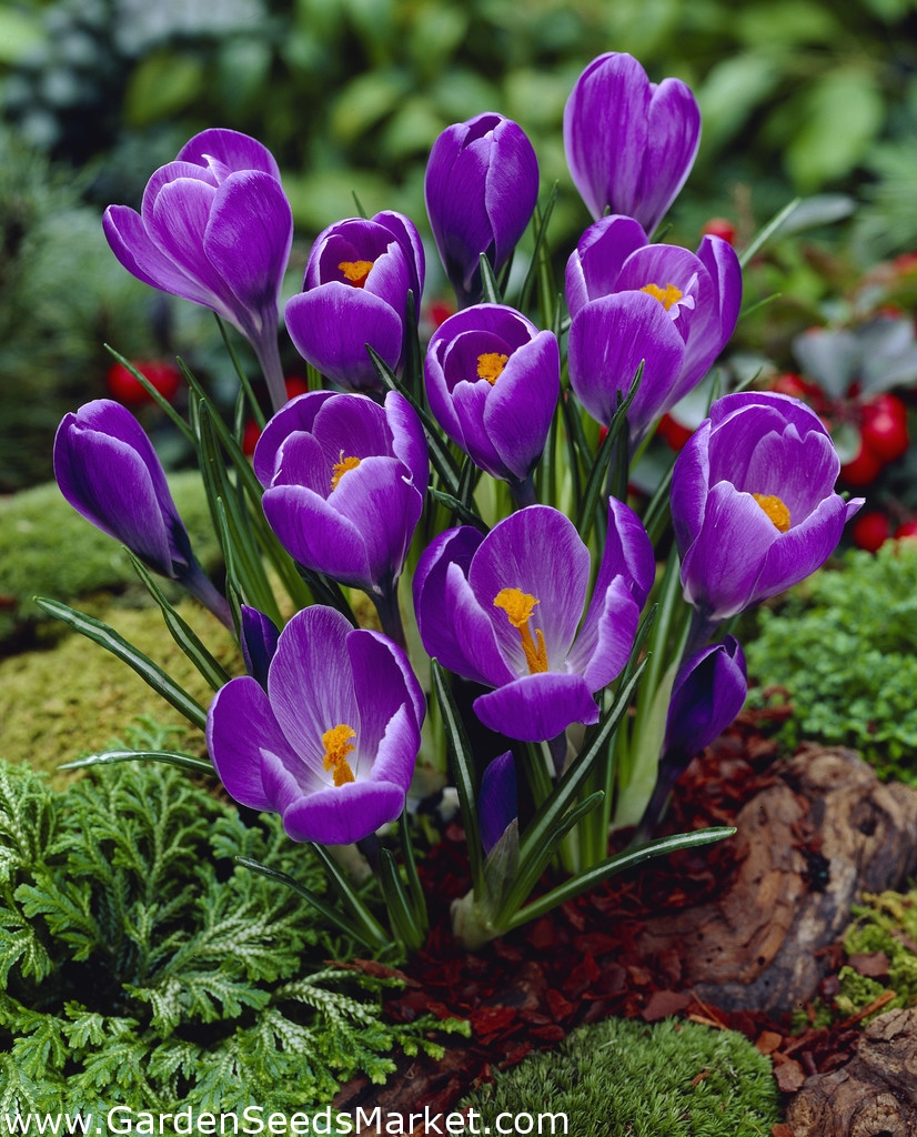 Crocus 'Remembrance' - XXXL package! - 500 pcs – Garden Seeds Market ...