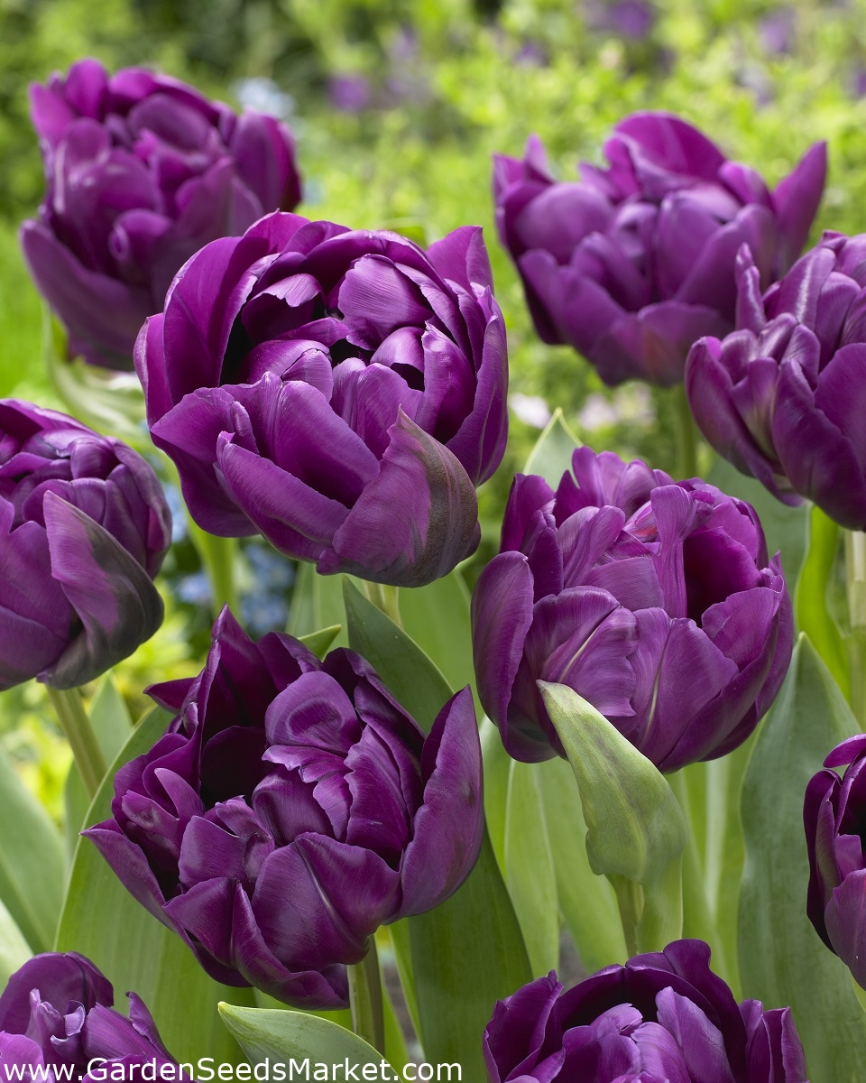 Tulipe 'Negrete Double' - grand paquet - 50 pcs – Garden Seeds Market ...