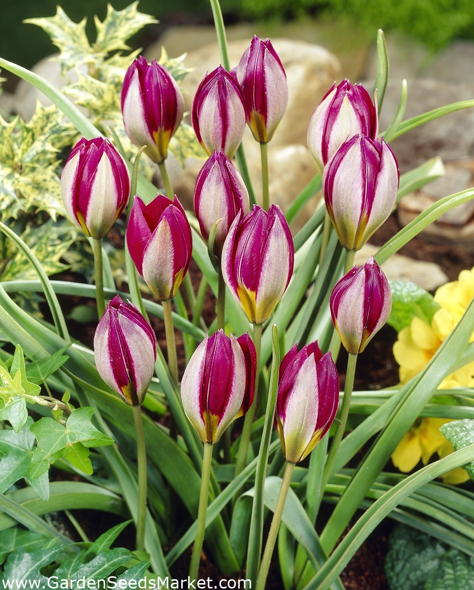 Tulip 'Persian Pearl' - large package - 50 pcs – Garden Seeds Market ...