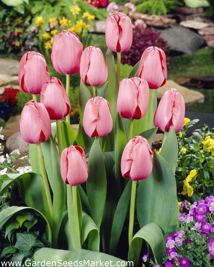 Tulip 'Pink Impression' - paquete grande - 50 piezas - – Garden Seeds ...