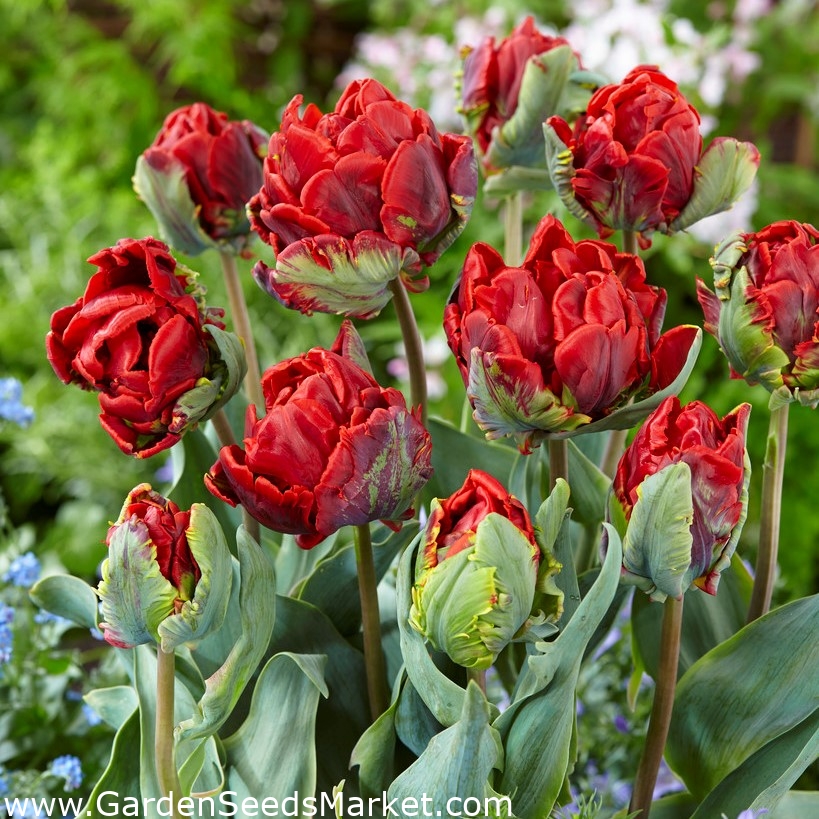 Double tulip 'Rococo Double' - large package - 50 pcs – Garden Seeds ...