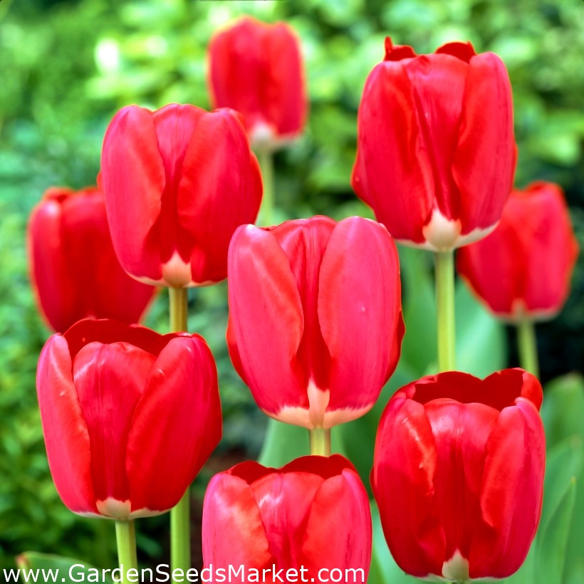 'Spring Song' tulip - large package - 50 pcs – Garden Seeds Market ...