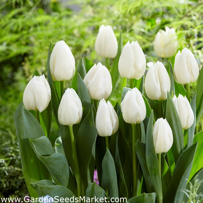 Tulip 'White Prince' - suur pakk - 50 tk – Garden Seeds Market | Tasuta ...