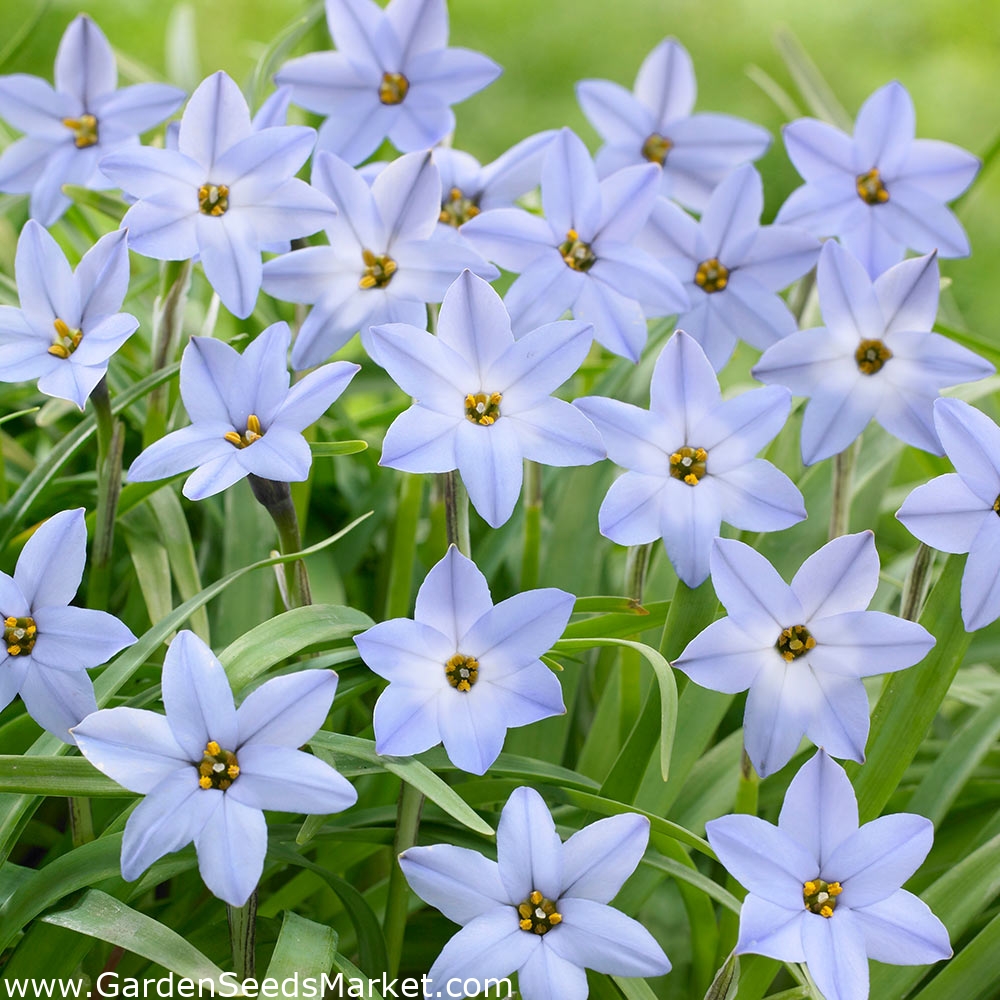 Ipheion - zvaigžņu zieds - Uniflorum - XXXL iepakojums! - 500 gab ...