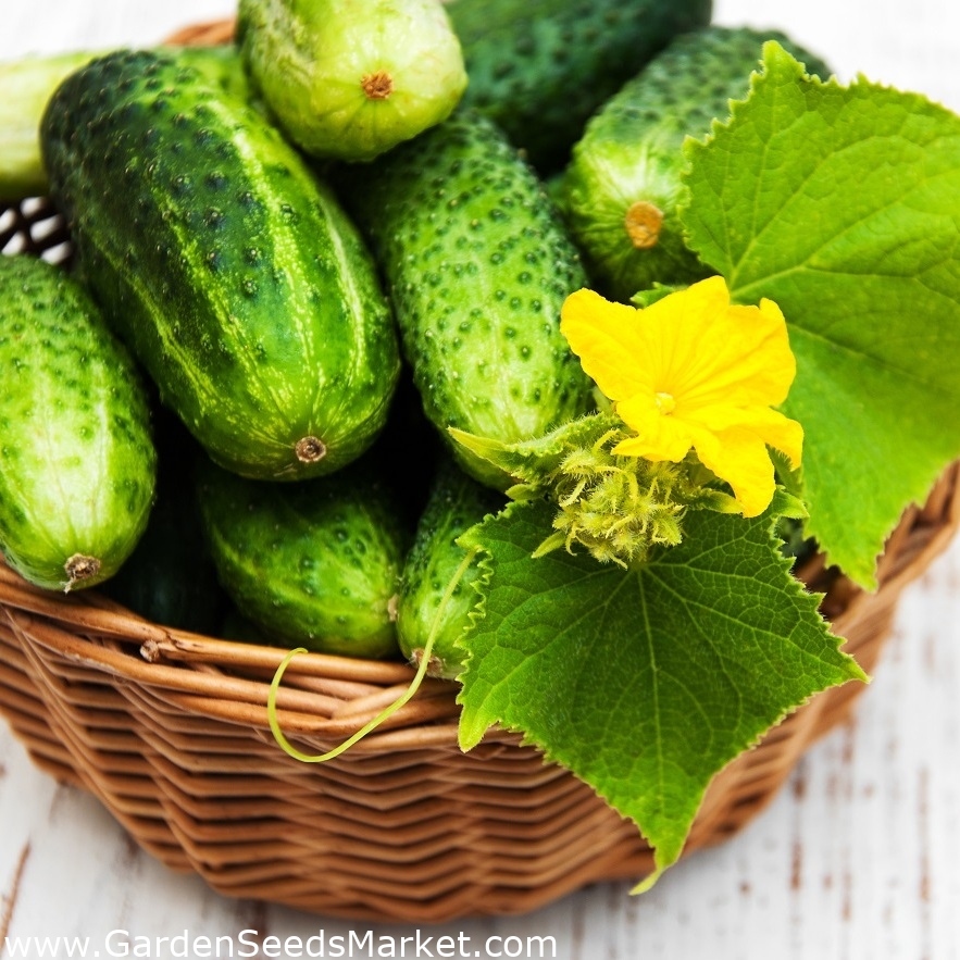 Uhorka "Ibis" F1 - skorá poľná odroda, ktorá toleruje nižšie teploty ...