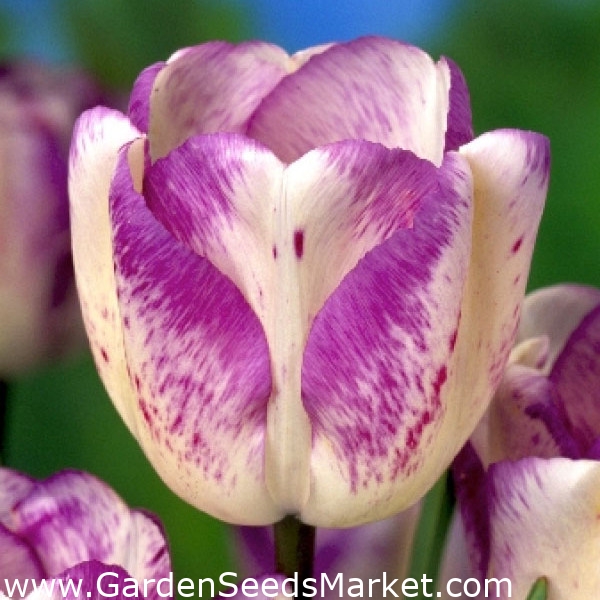 Tulip 'Shirley' - large package - 50 pcs – Garden Seeds Market | Free ...