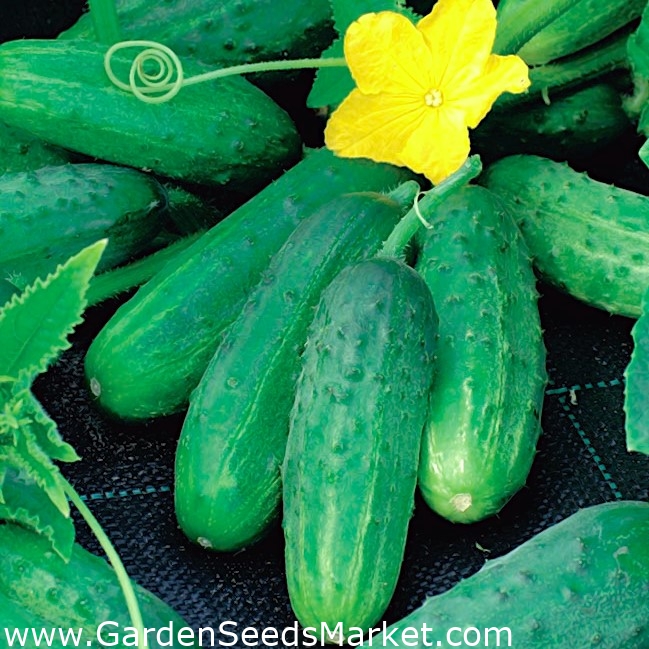 Lauko agurkas Reja F1 - SĖKLŲ TEAPĖ SU TRĄŠA - – Garden Seeds Market ...