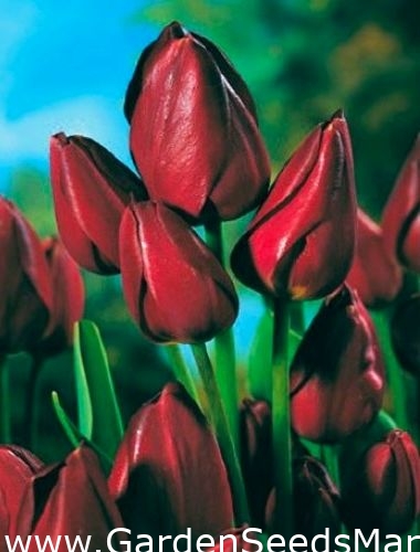 Tulpan 'Wallflower' - stort paket - 50 st – Garden Seeds Market ...