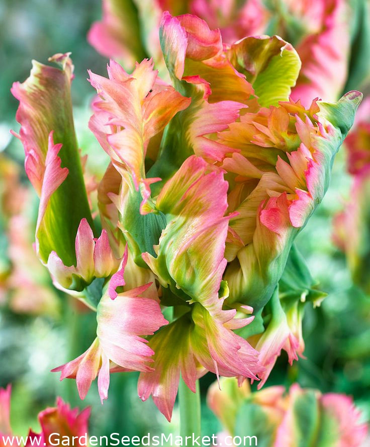 Tulipa papagaio 'Exotic Parrot' - pacote grande - 50 pcs - – Garden ...