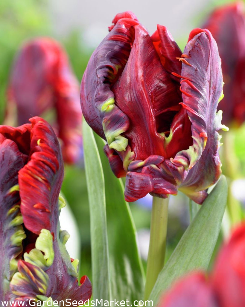 Tulpė 'Rococo' - didelė pakuotė - 50 vnt - – Garden Seeds Market ...