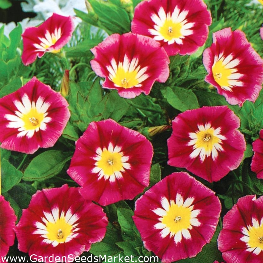 Convolvulus - Red Ensign - Convolvulus tricolor - Brilliant Ground ...