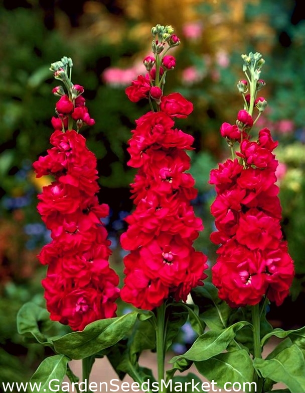 Common stock Excelsior cherry-red and heather purple; Brompton stock ...