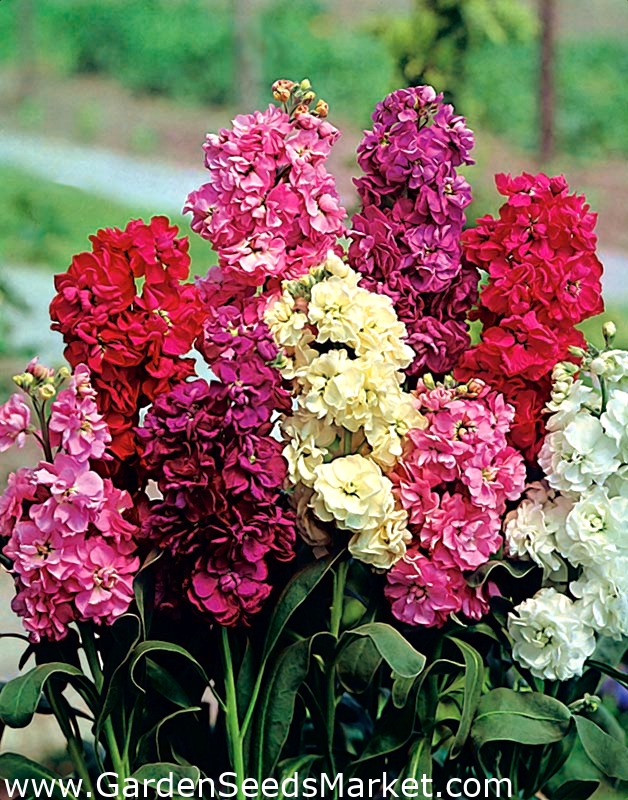 Common stock Varsovia - mix of varieties with glossy leaves; Brompton ...
