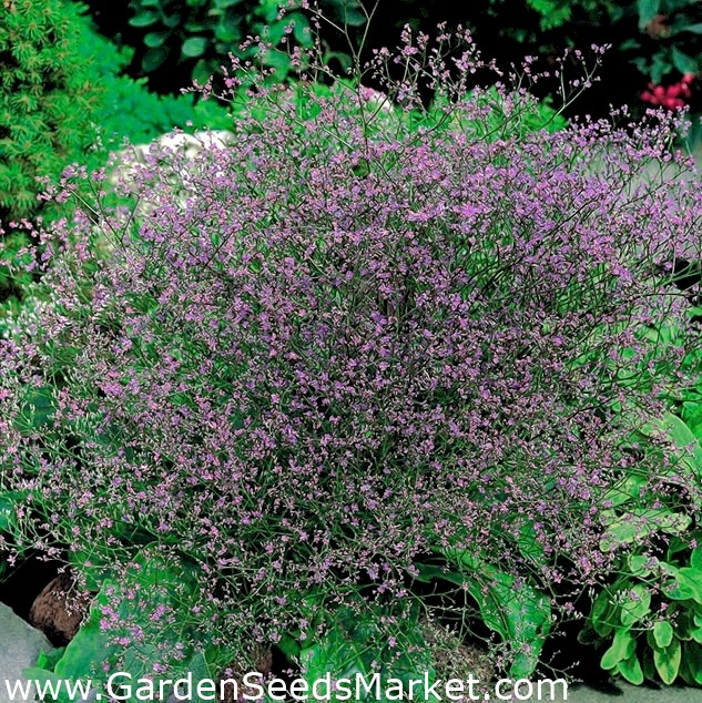 German statice; Tatarian sea-lavender, Tatarian statice - – Garden ...