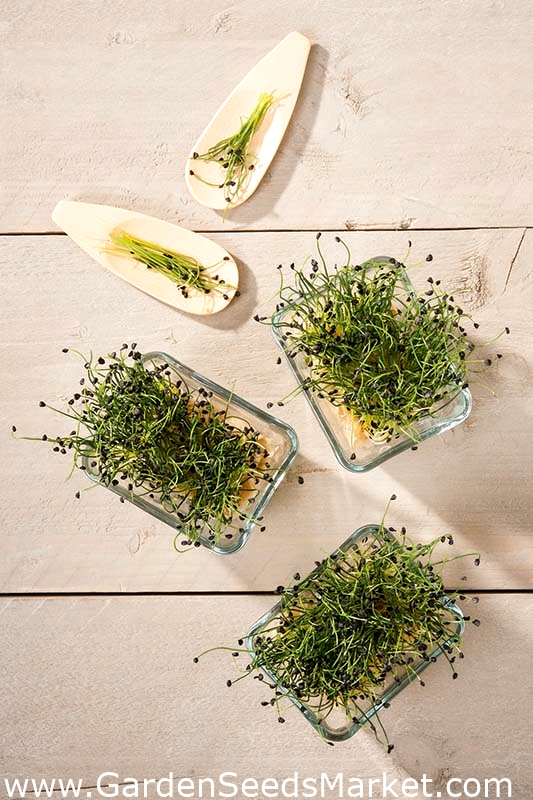 Mikro zelenjava - čebula - mladi listi edinstvenega okusa - 1 kg ...