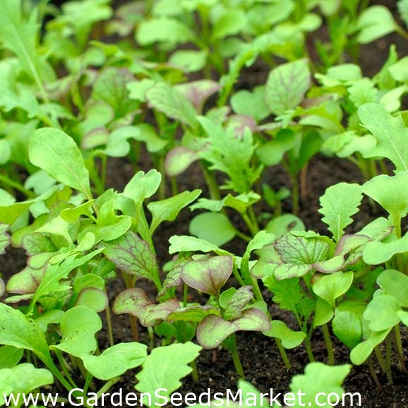 Microgreens - Lettuce mix - young uniquely tasting leaves - 1 kg ...