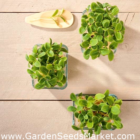 Microgreens - Solros - unga unikt smakande blad - 1 kg - – Garden Seeds ...