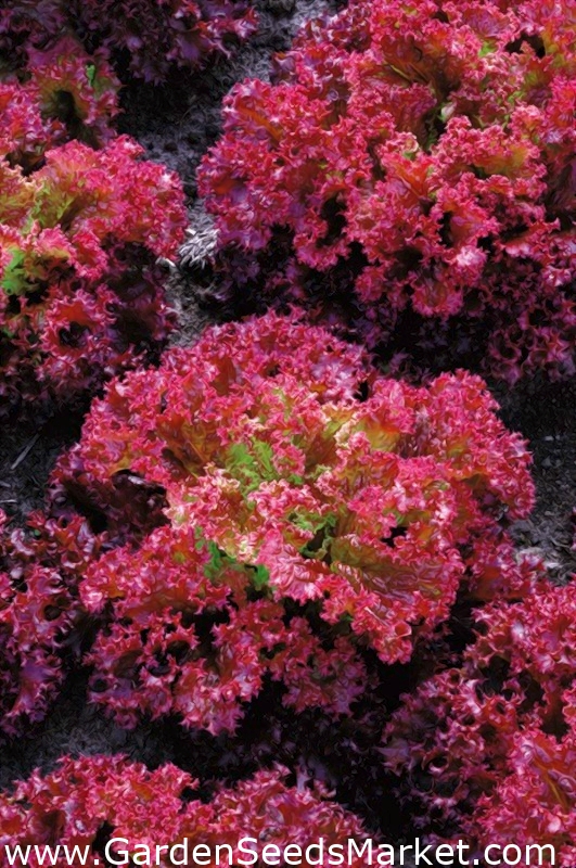 Red frizzled leaf lettuce Lollo Rossa – Garden Seeds Market | Free shipping