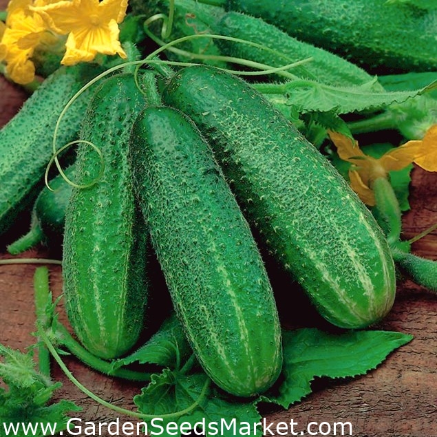 Lauko salotų agurkas Eva - – Garden Seeds Market | Nemokamas pristatymas