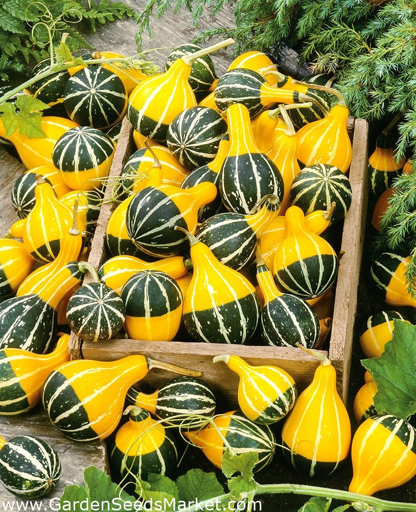 Courge ornementale Poire Bicolore - – Garden Seeds Market | Livraison ...