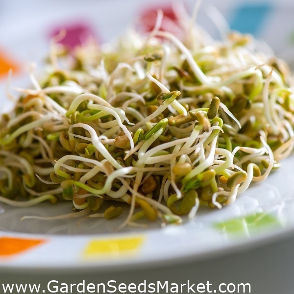 BIO Înmugurirea semințelor cu un seminț organic certificat de germinare ...