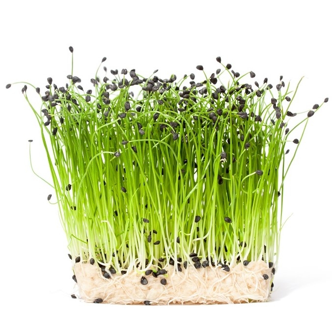 BIO Sprouting seeds with a small sprouter - Chives - certified organic ...