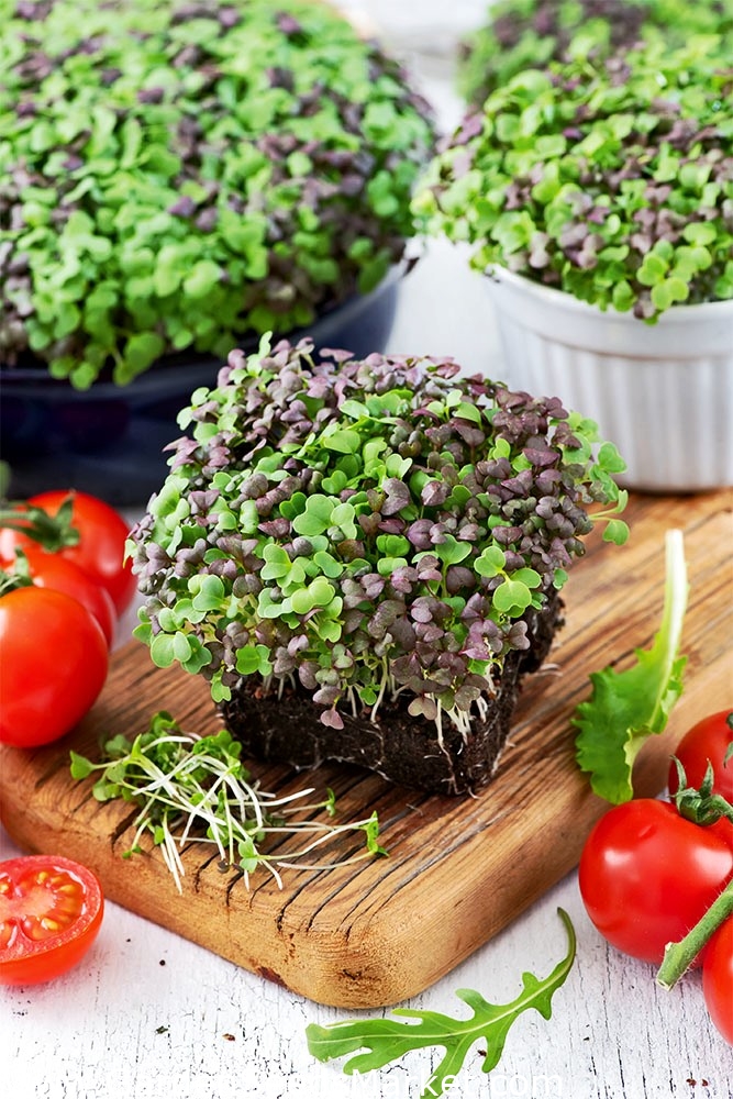 Mikro zelenjava - Mizuna - mladi listi edinstvenega okusa - 1 kg ...