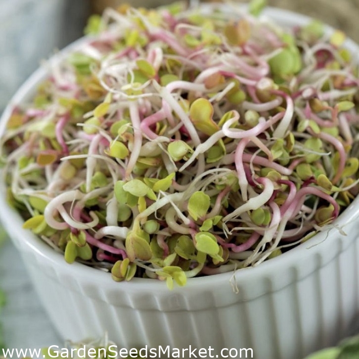 BIO Brotando sementes com um pequeno broto - Rabanete branco - sementes ...