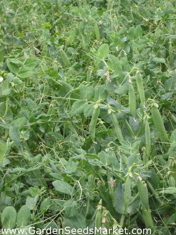 Горох полевой 'Milwa' - 5 кг - – Garden Seeds Market | Бесплатная доставка