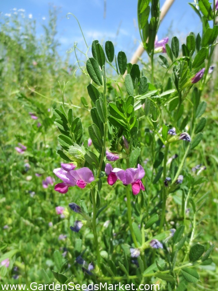 Gewone wikke 'Jaga' - 0,5 kg - – Garden Seeds Market | Gratis verzending