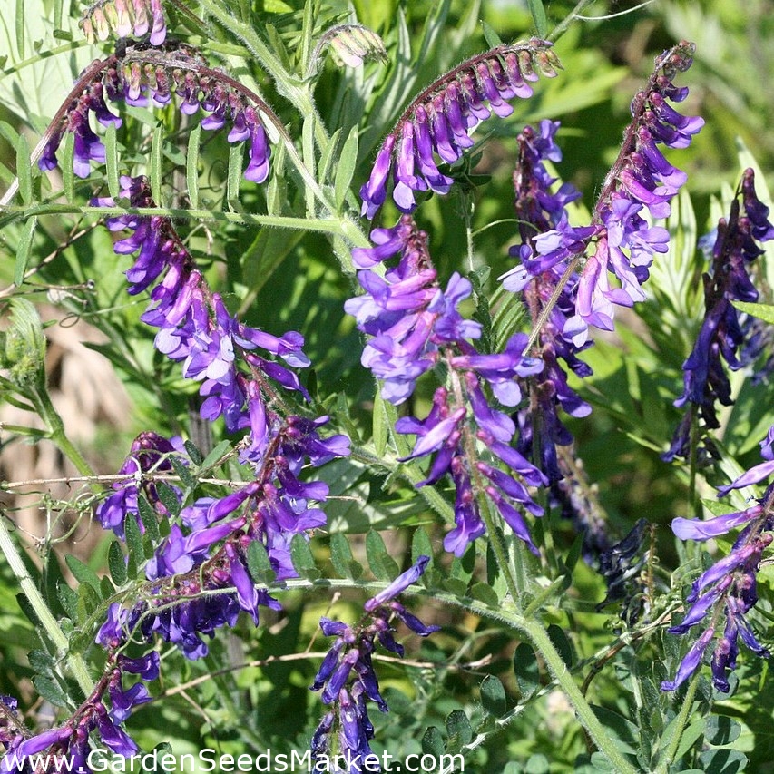 Hairy vetch 'Ostsaat Dr Baumanns' - 1 kg; fodder vetch, winter vetch ...