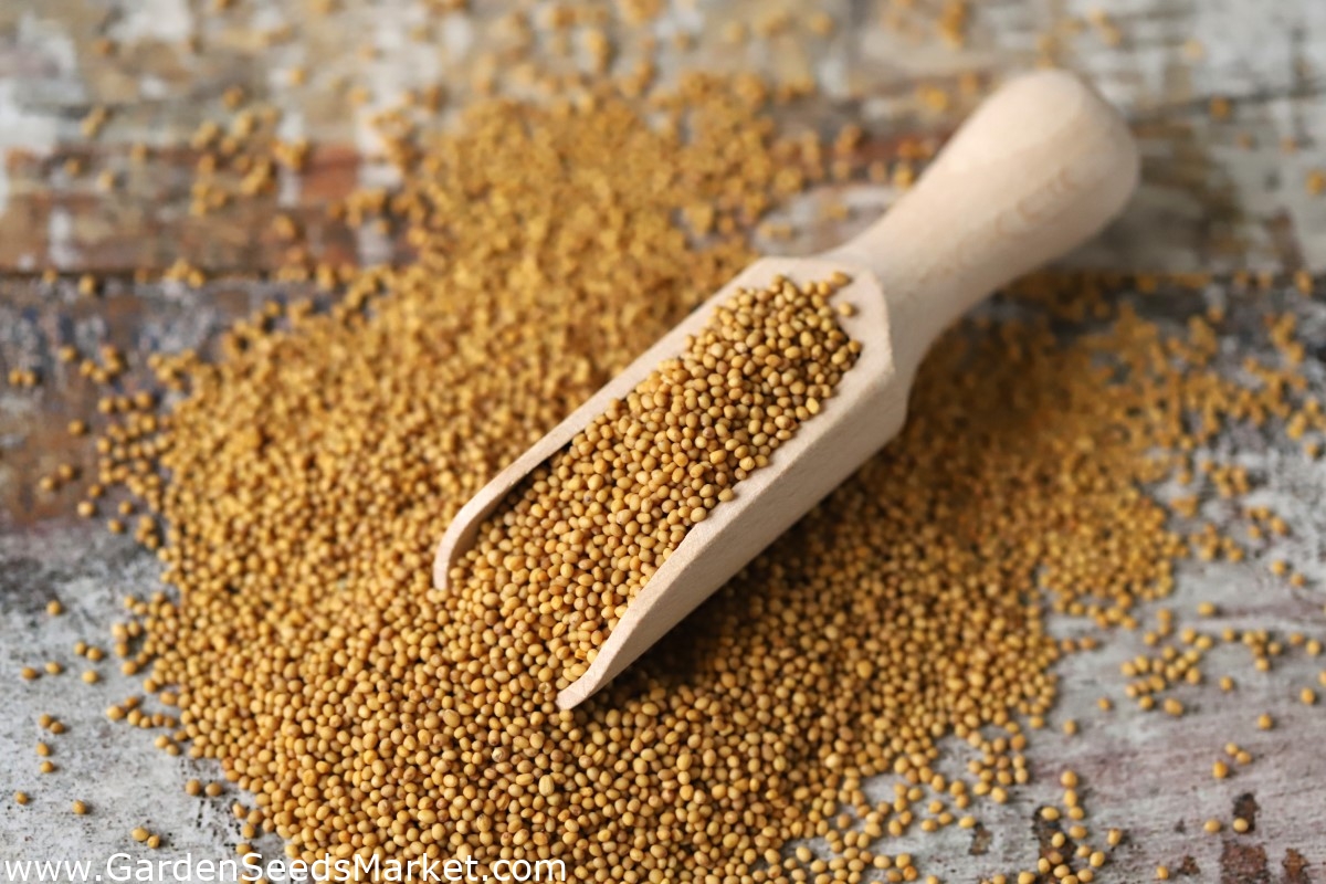 Mustar alb furajer - 1 kg - – Garden Seeds Market | Transport gratuit