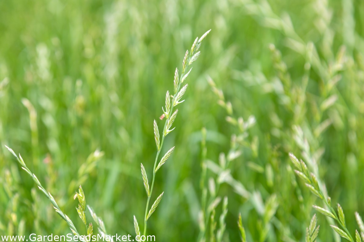 Ray-grass vivace 'Angelina' - 5 kg - – Garden Seeds Market | Livraison ...
