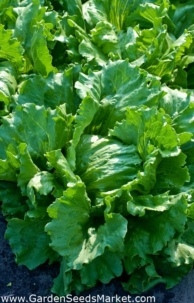 Alface americana 'Antard' - 5000 sementes - sementes profissionais para ...
