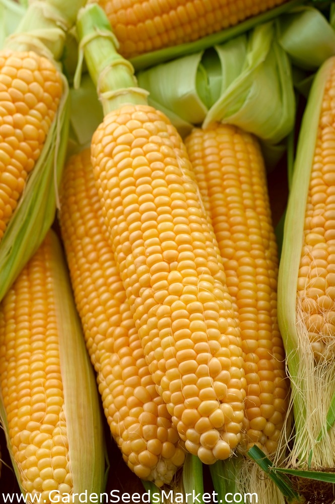 Sugar corn, maize 'Tauris F1' - 500 grams - professional seeds for ...
